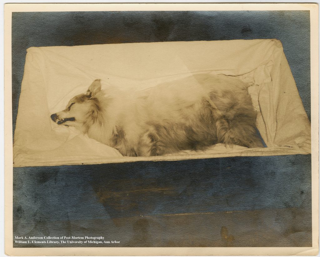 Post-Mortem Photography: Examples by Photographic Type - UM Clements ...