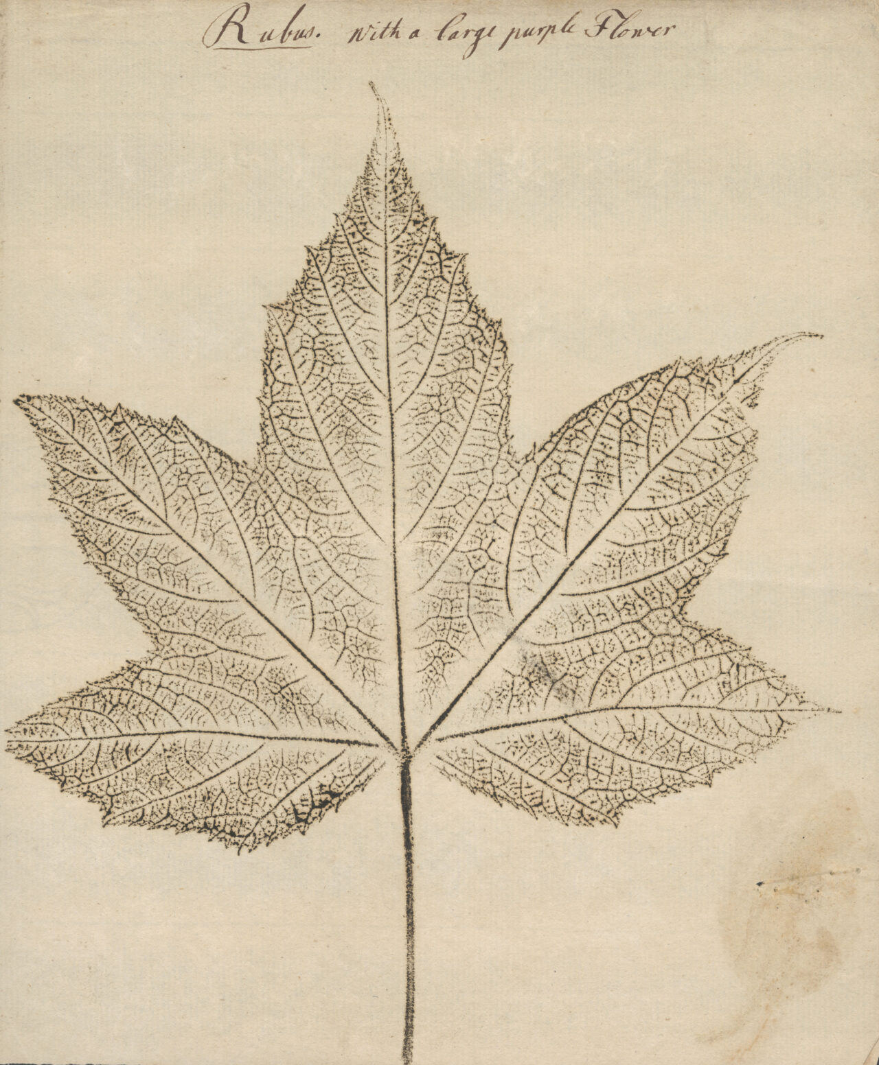 Pair 21: Organizing the Natural World - UM Clements Library